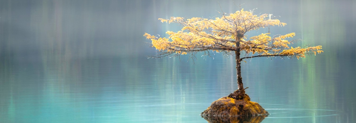 TCM Ausbildung » Tuina, Ernährung, Qi Gong | Shen Men Institut